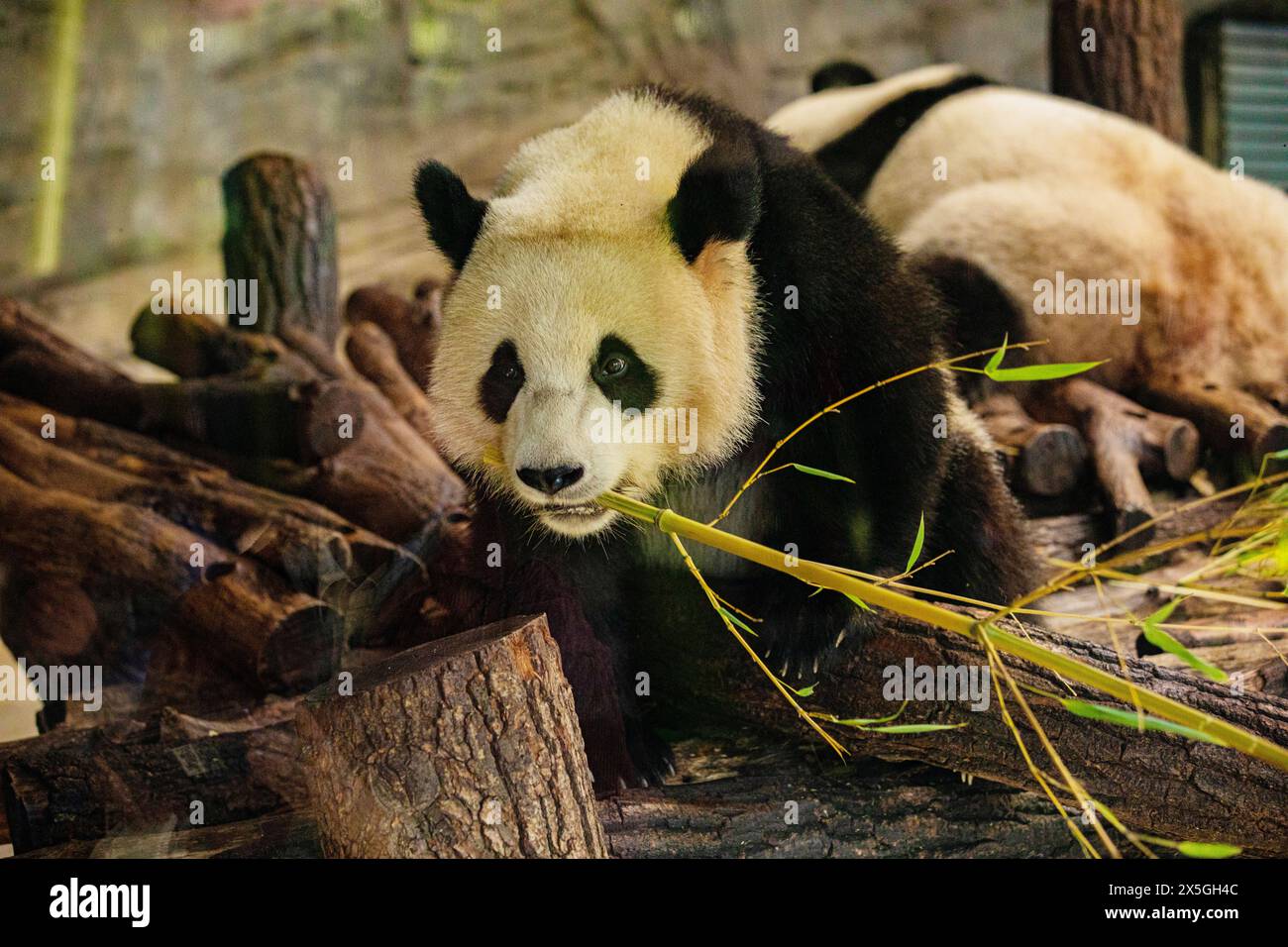 funny panda bear cubs in the zoo tumble and eat bamboo. natur vivid ...