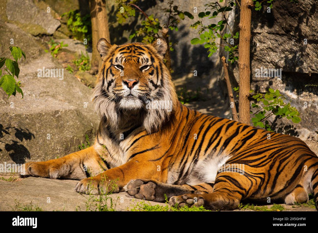 close portrait of a large adult tiger that is resting. bright motley ...