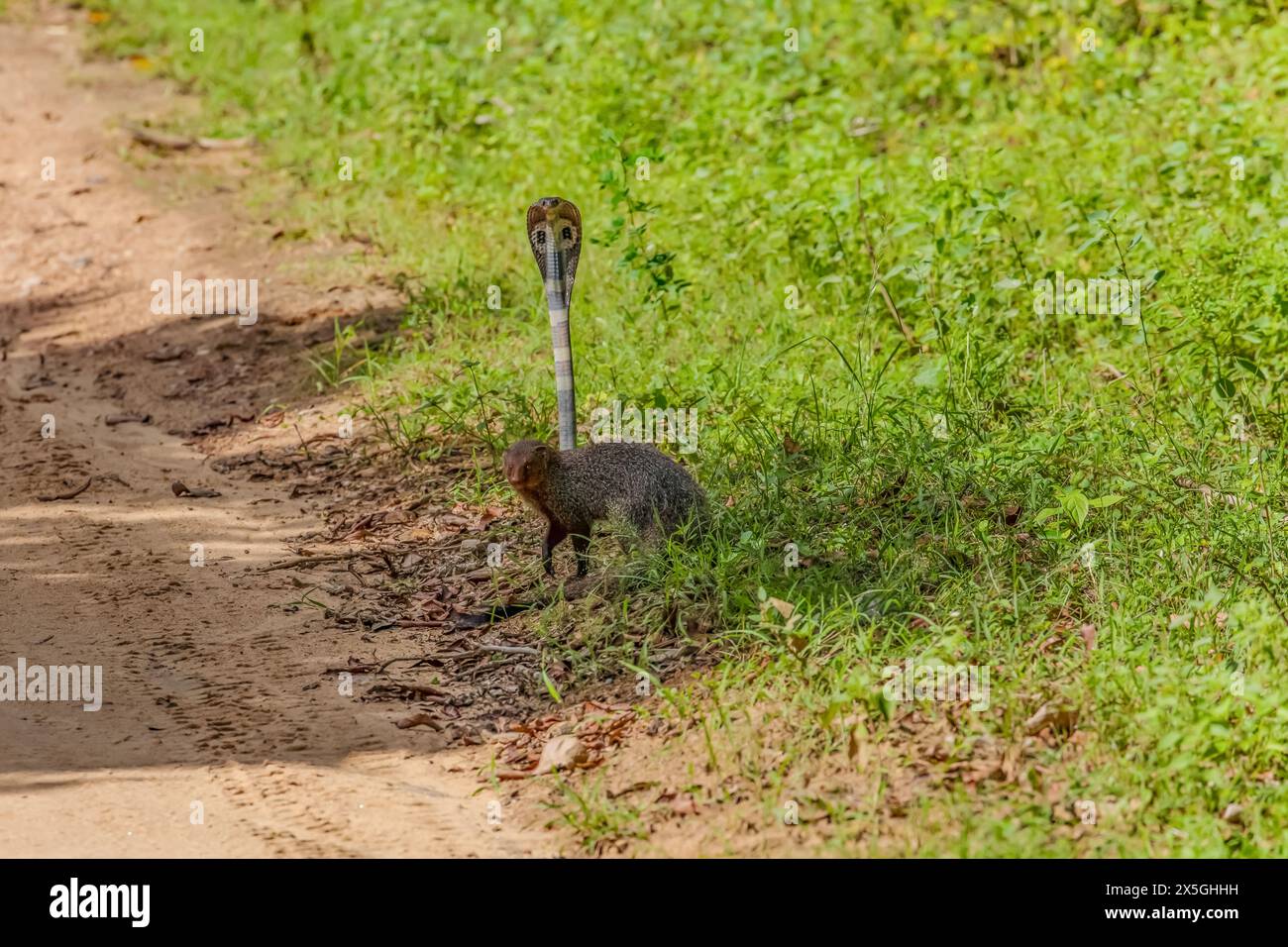 Asian mongoose fights with an aggressive cobra in the wild, natural ...