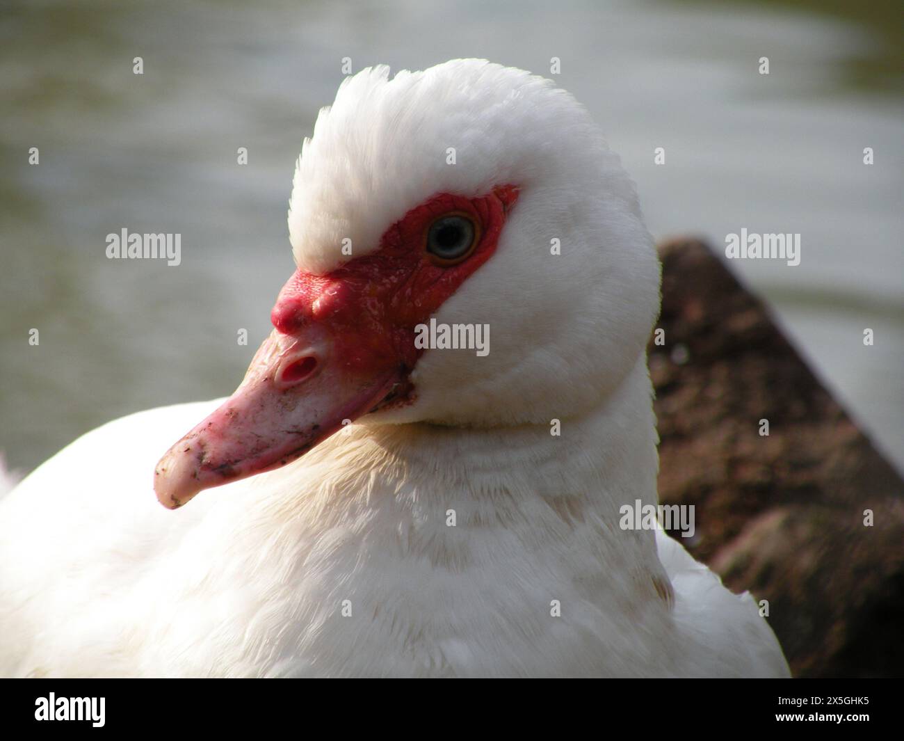 Young wild cairina moschata hi-res stock photography and images - Alamy