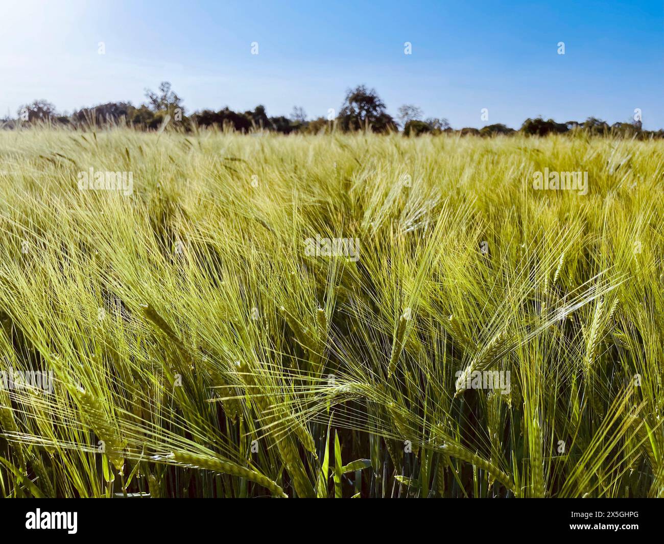Bier getreide hi-res stock photography and images - Alamy