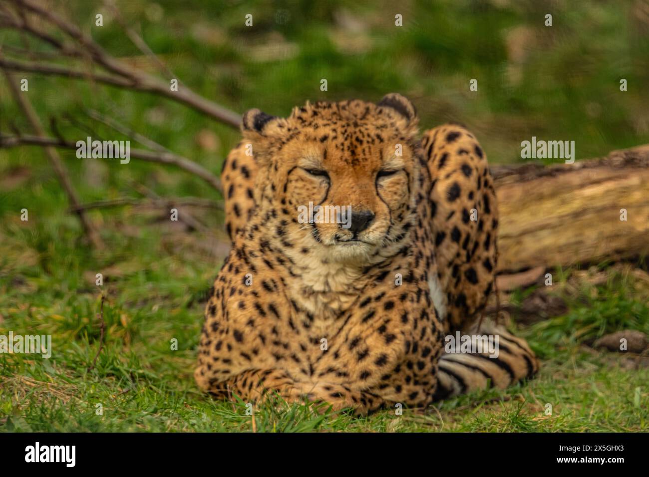 cheetah resting on green grass, very close eye contact. Large graceful ...
