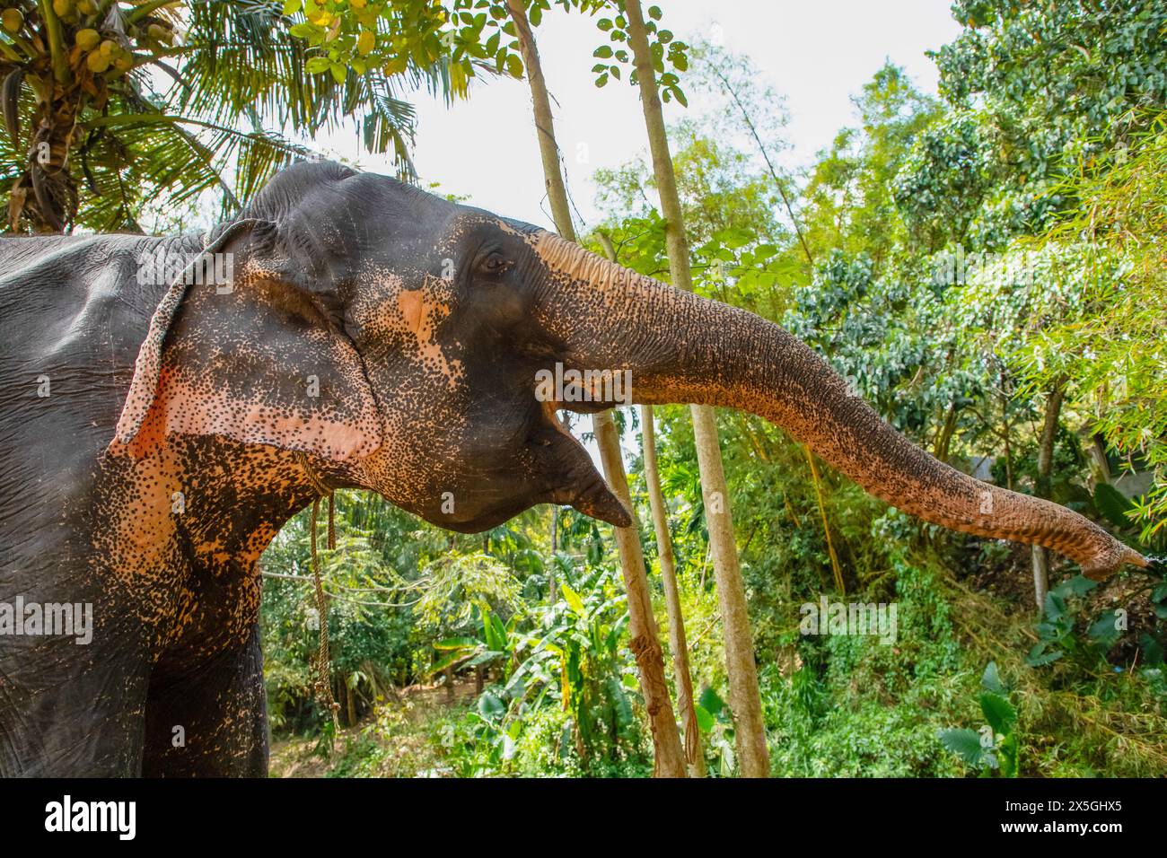 large Asian elephant with specific skin color, small gray dots on pink ...