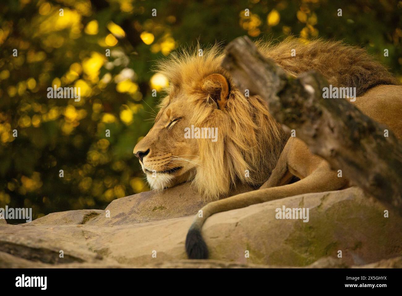 lion in bright golden rays setting sun. Close-up. Love and tenderness ...
