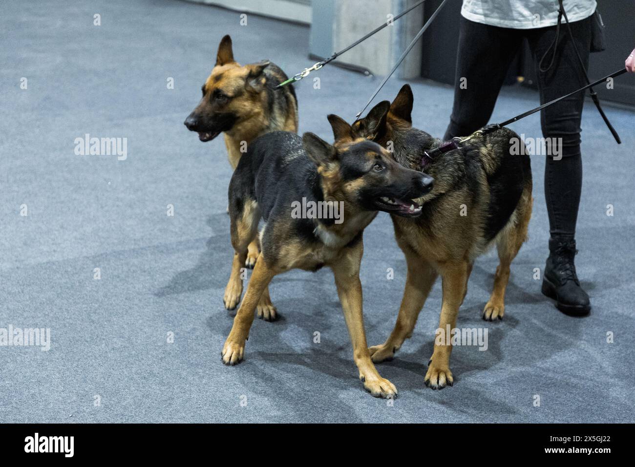 German shepherd dog close up hi-res stock photography and images - Alamy