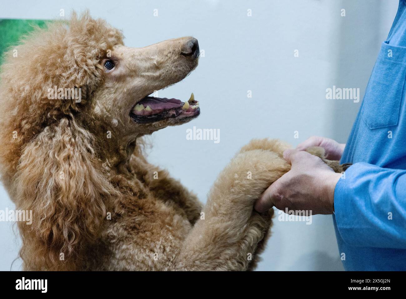 Red royal poodle big dog in contact with an unrecognizable person ...