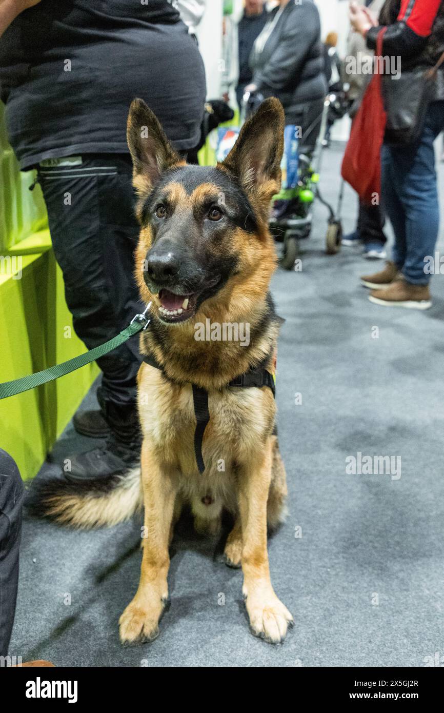 Brown and yellow German Shepherd Dog and human hand Close Up Portrait ...