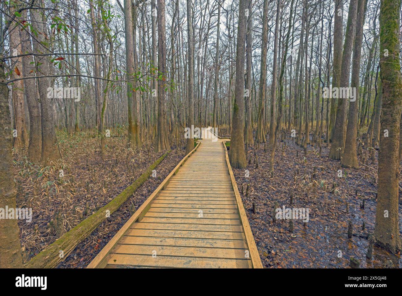 Boardwalk Through a Hardwood Bottomland Forest in Congaree National ...