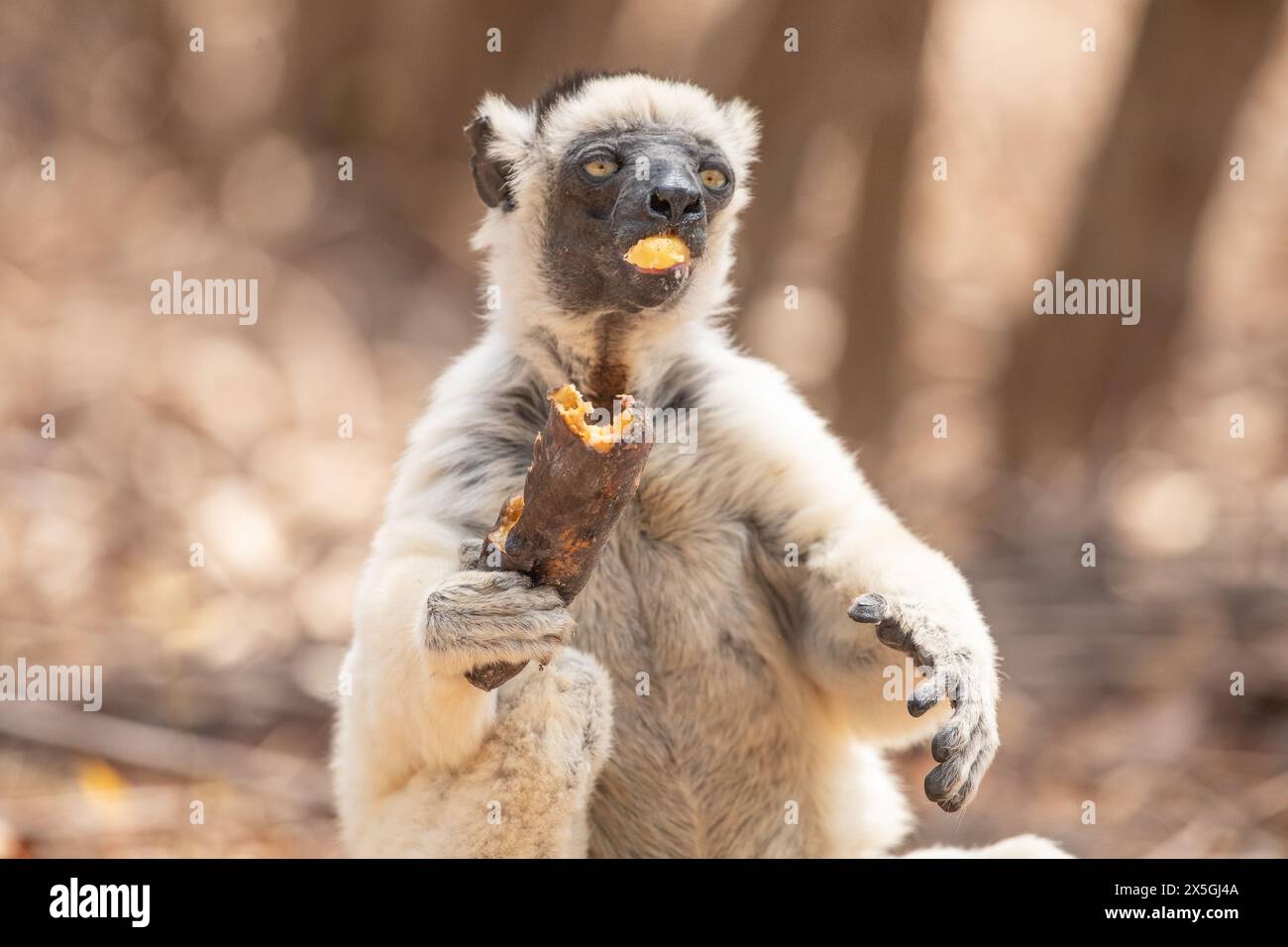 Verreaux's sifaka in Kimony hotel park. White sifaka with dark head on ...