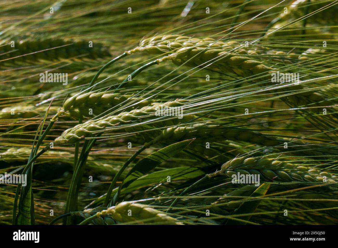 Lagerung im feld hi-res stock photography and images - Alamy