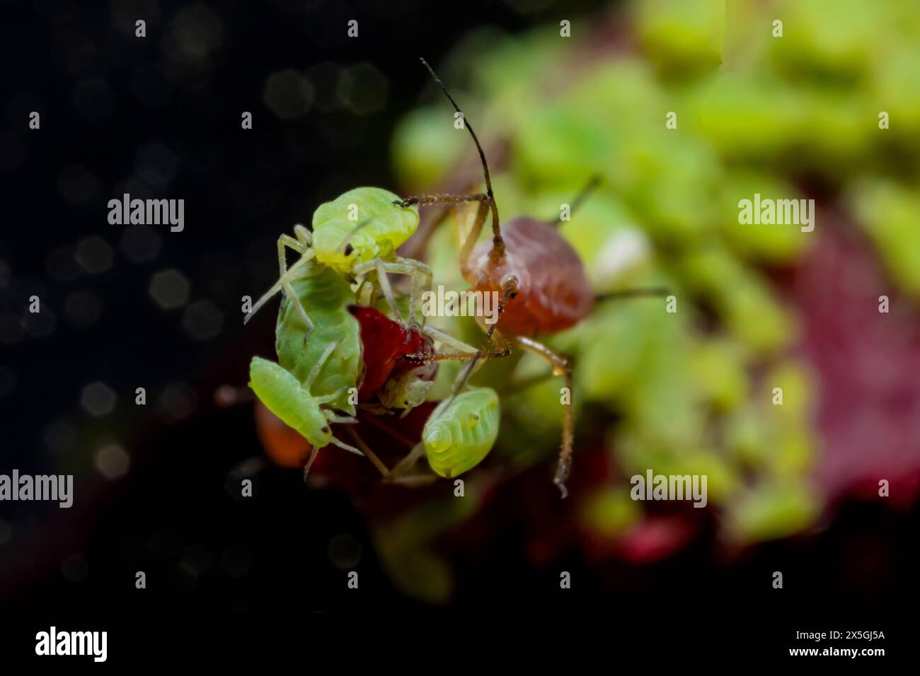aphid insect living in garden on roses and bushes in summer. extra mega ...