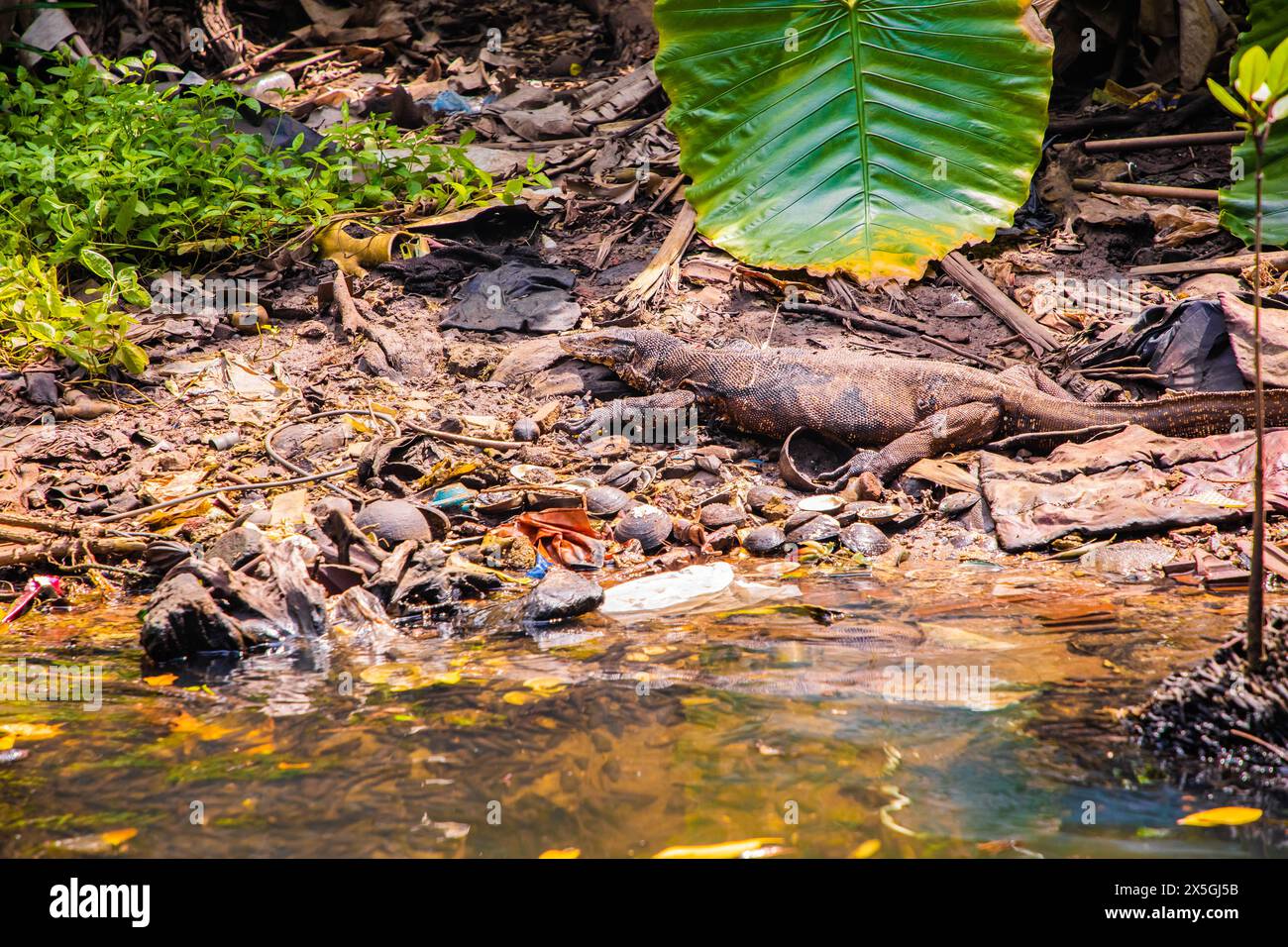 One big Asian water monitor(Varanus salvator) is swimming on river in ...