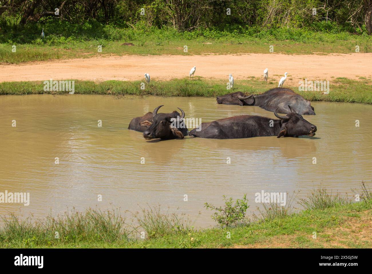 Asiatic water buffalo resting in cool water in Yala, Sri Lanka. several ...