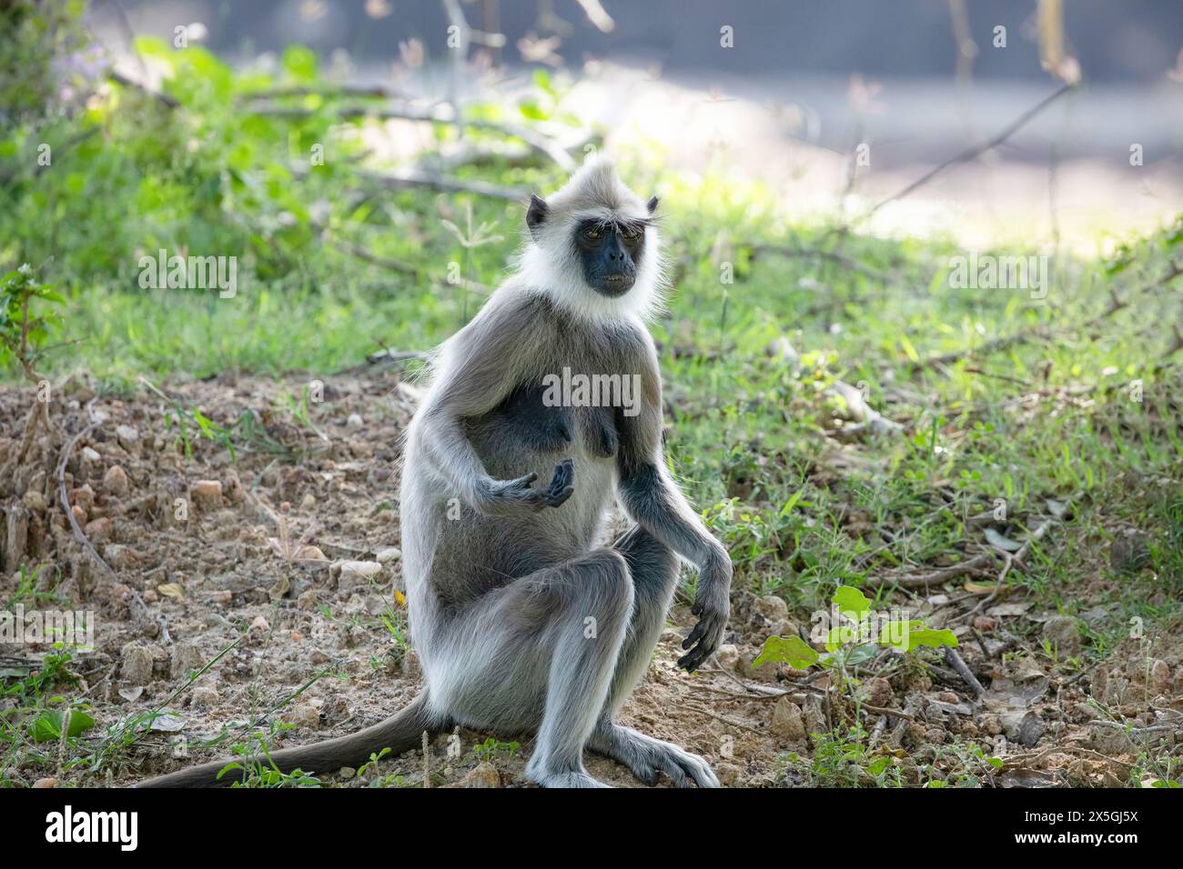 black faced grey langur monkey in Yala National Park, Sri Lanka Stock ...
