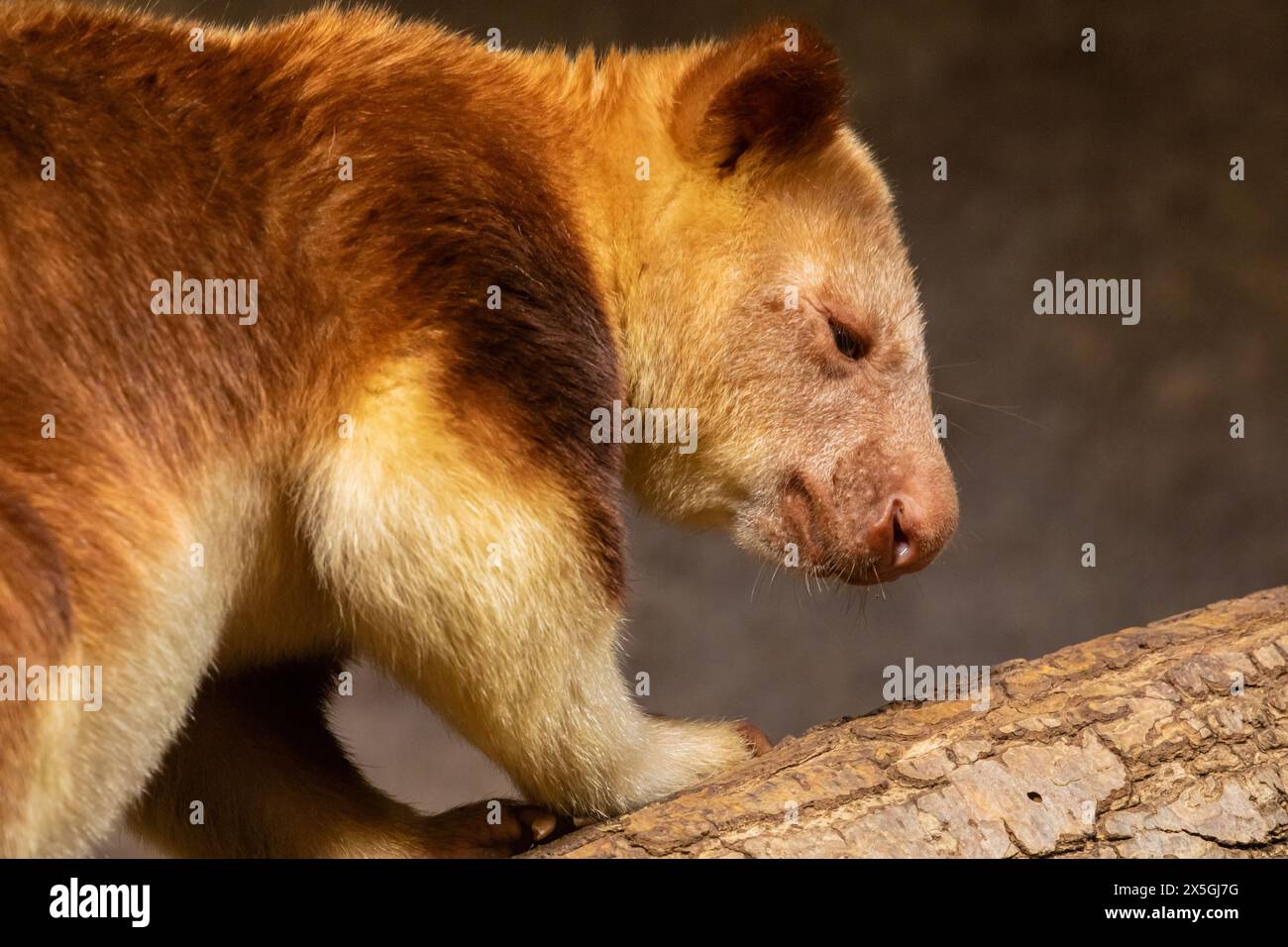 Goodfellow's Tree Kangaroo, dendrolagus goodfellowi buergersi, portrait ...