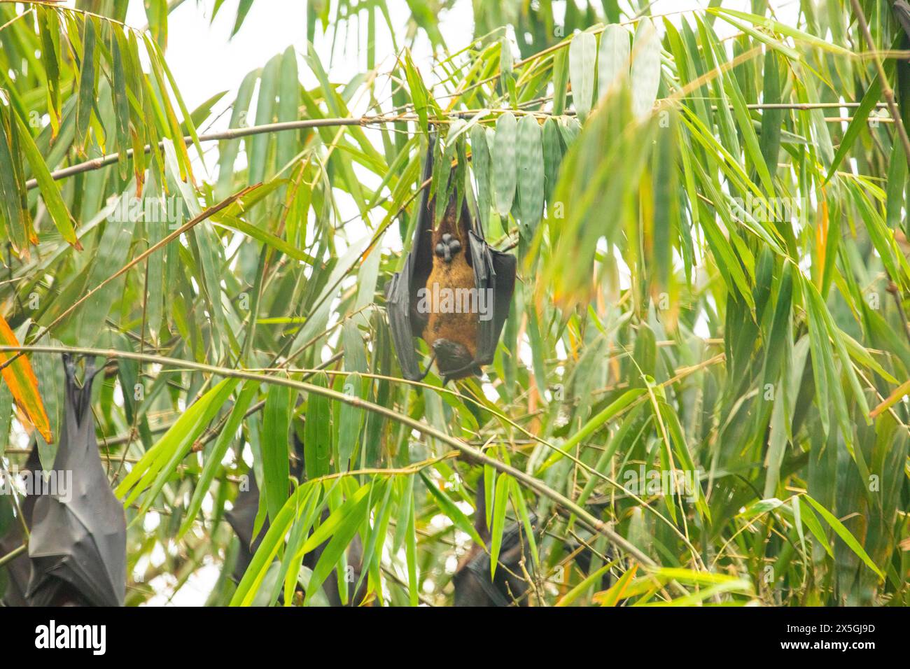 close-up hanging Mariana fruit bat (Pteropus mariannus) on tree. nature ...