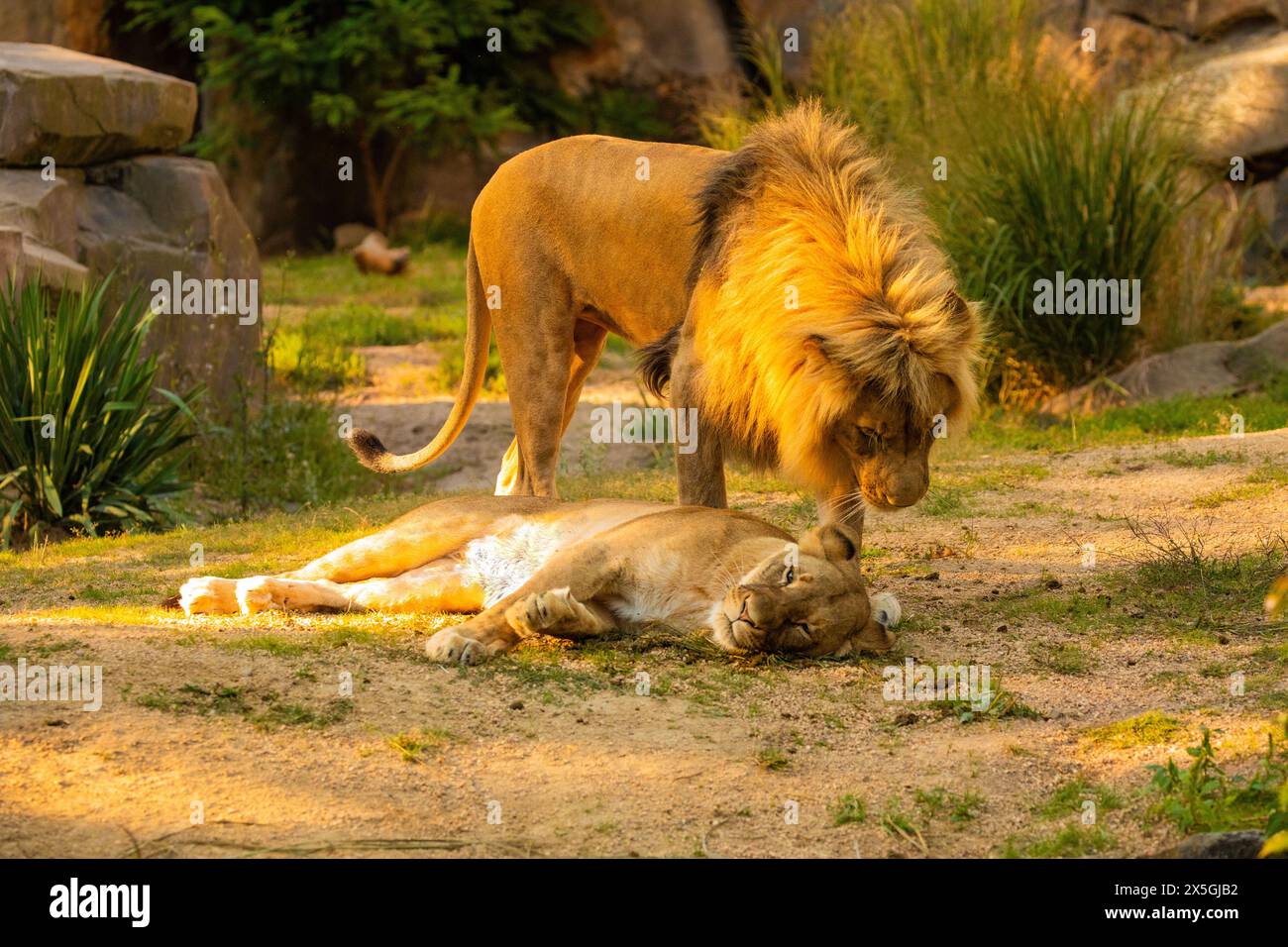 Pair adult Lions in zoological garden. lion and lioness in bright ...