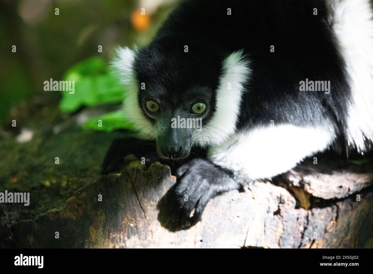 Black and white Ruffed Lemur cute animal. Vivid nature background. rare ...