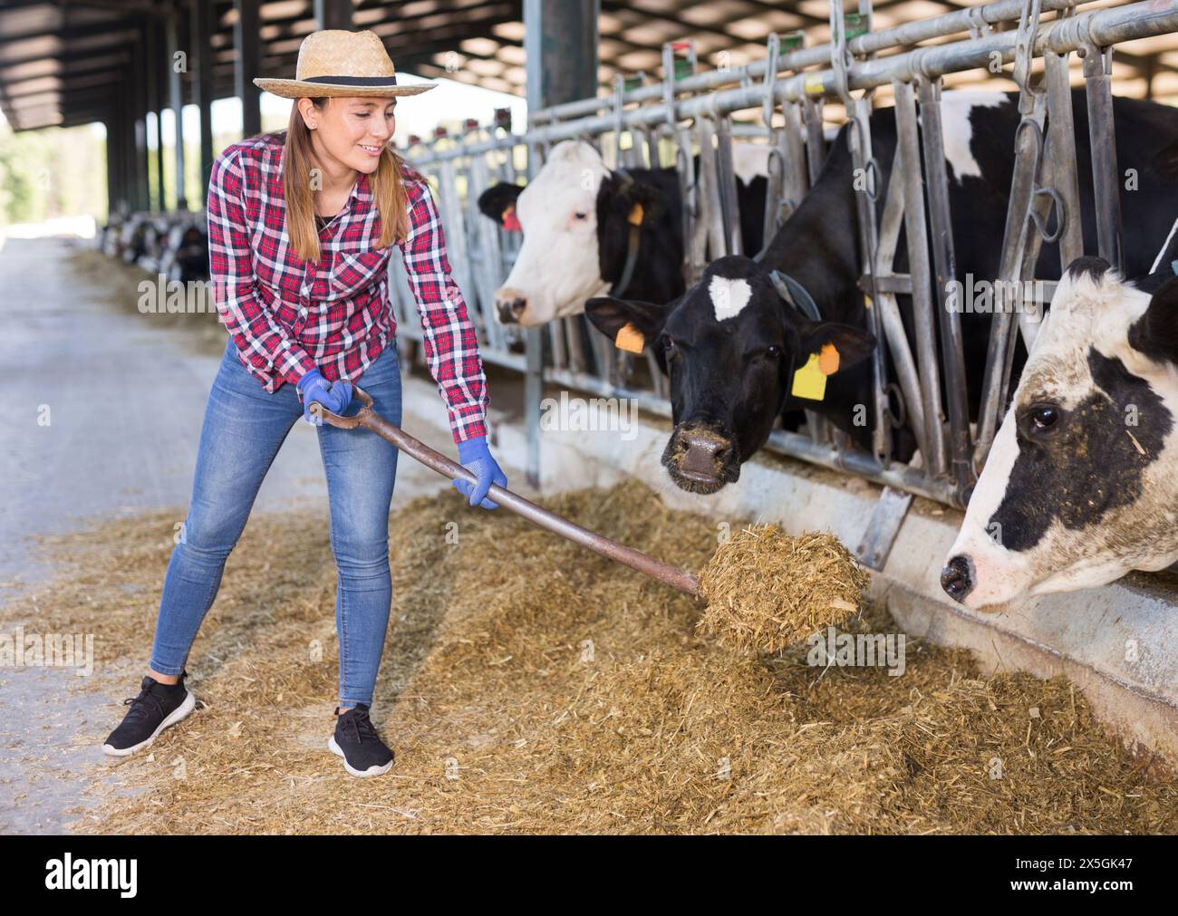 Female farmer working in stall, feeding cows Stock Photo - Alamy