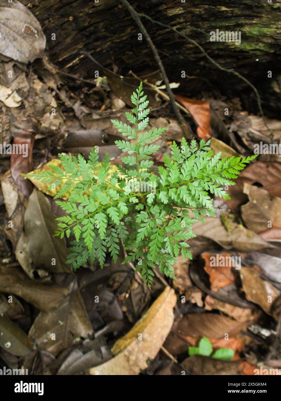Rainforest tree sapling hi-res stock photography and images - Alamy
