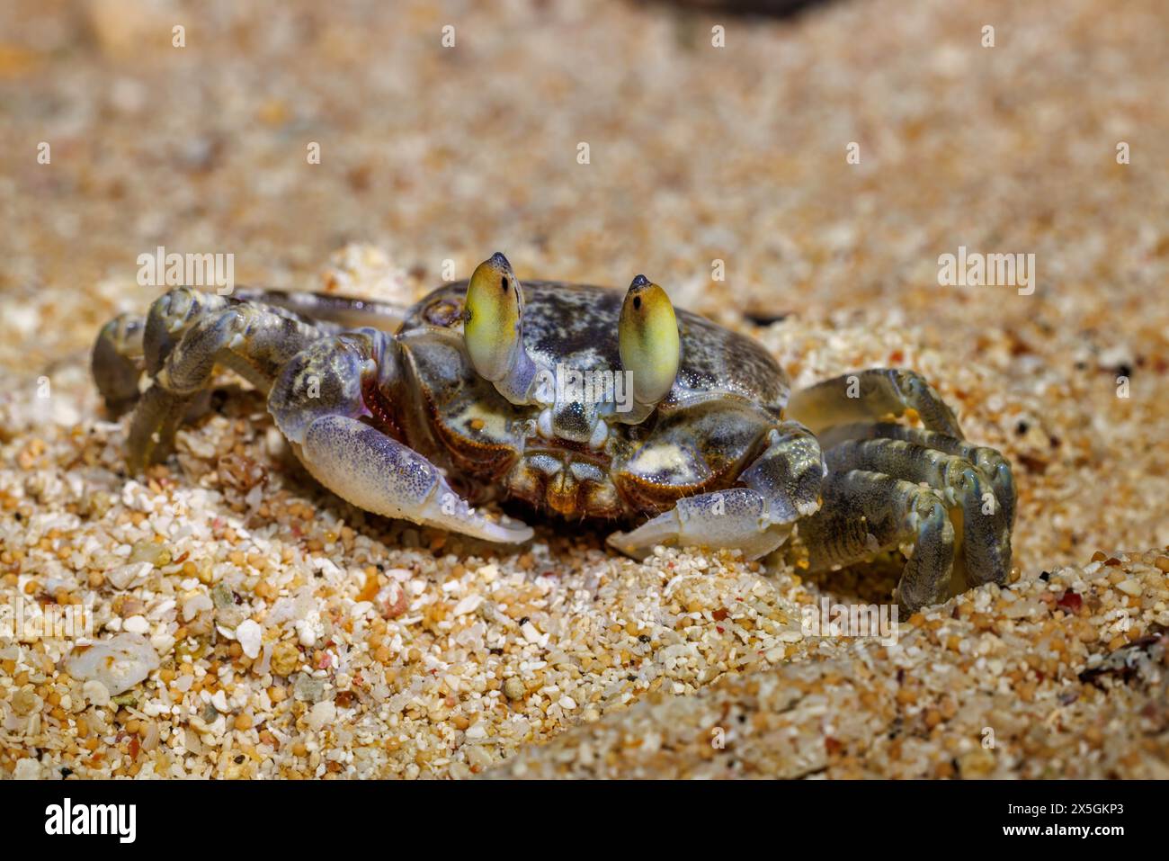This ghost crab, Ocypode cordimanus, is often only seen at night when ...