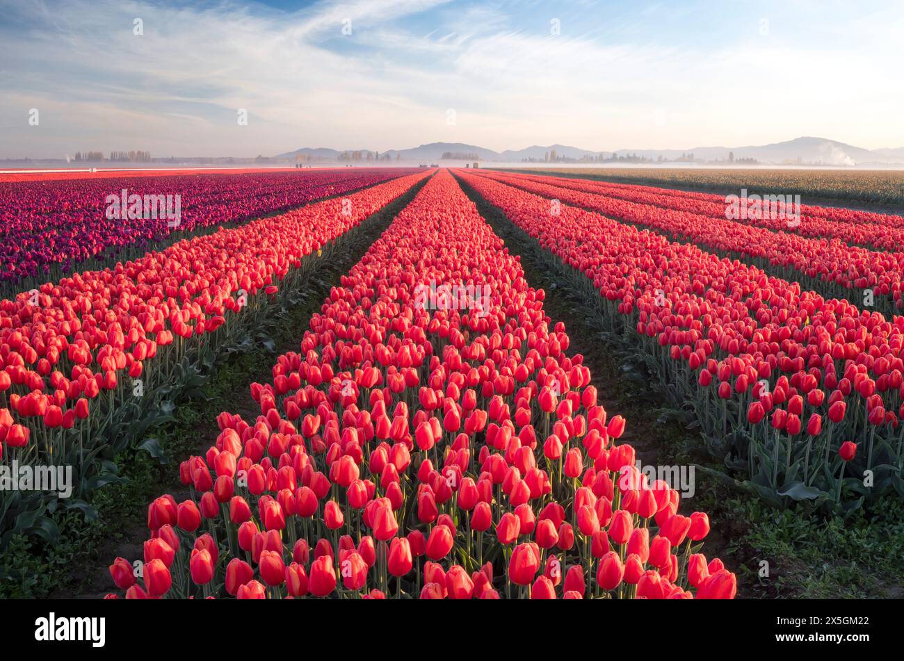 Tulip field skagit valley hi-res stock photography and images - Alamy