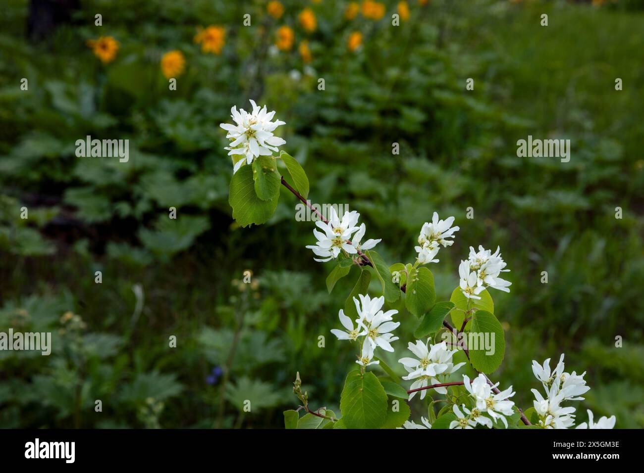WA24802-00....WASHINGTON - Service berry (Amelanchier alnifolia) also ...