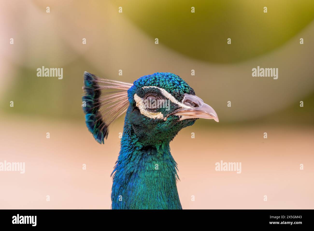 Stunning bird with vibrant blue plumage & impressive tail display ...