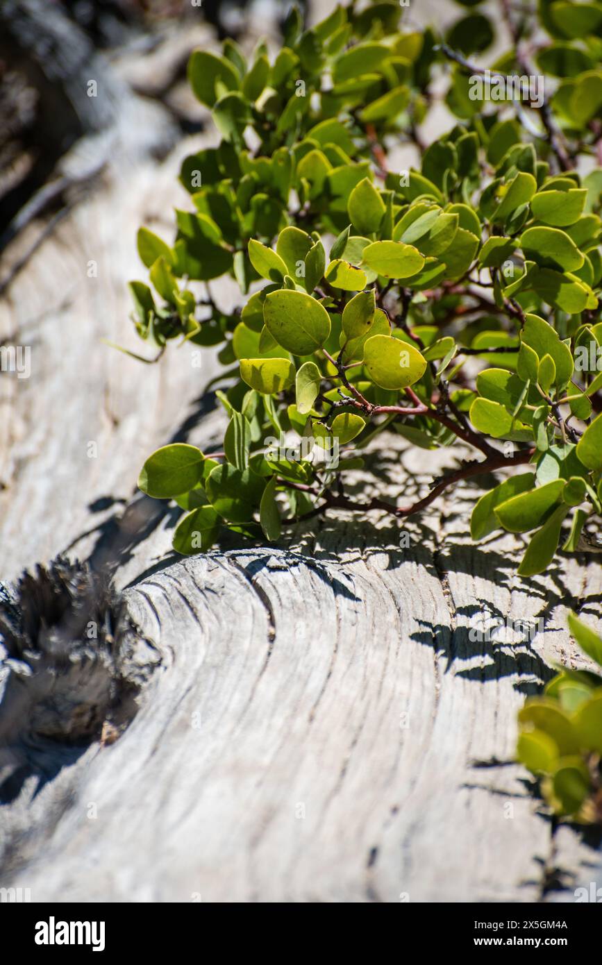 A small plant is growing on a piece of wood. The wood is weathered and ...