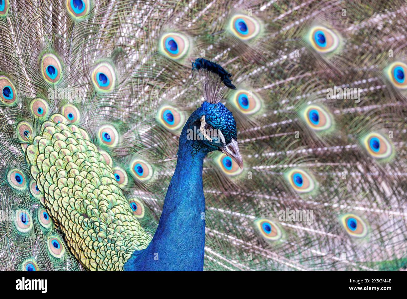 Stunning bird with vibrant blue plumage & impressive tail display ...