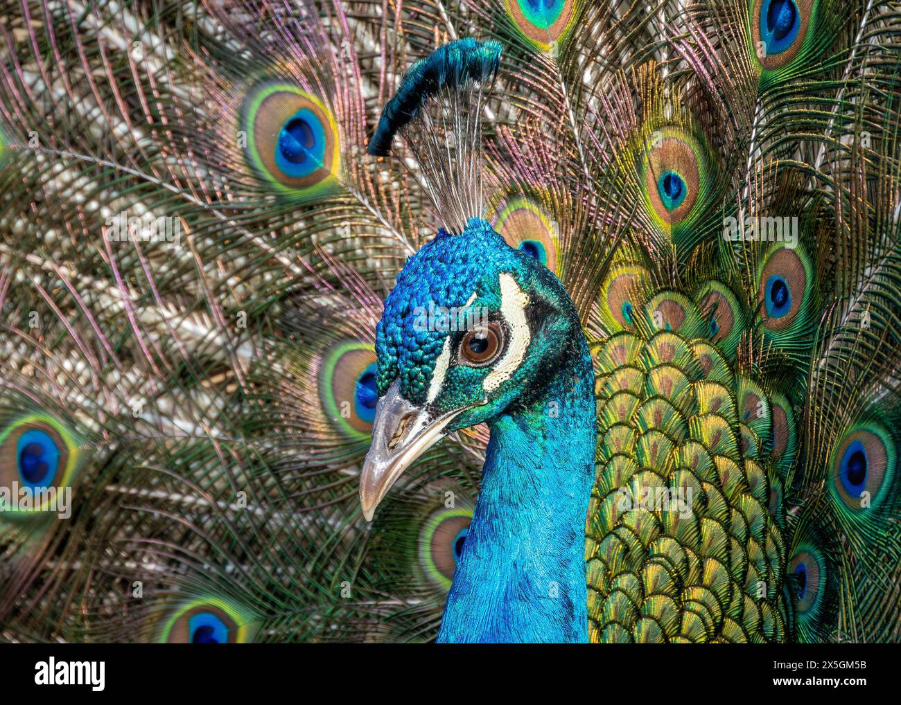 Stunning bird with vibrant blue plumage & impressive tail display ...