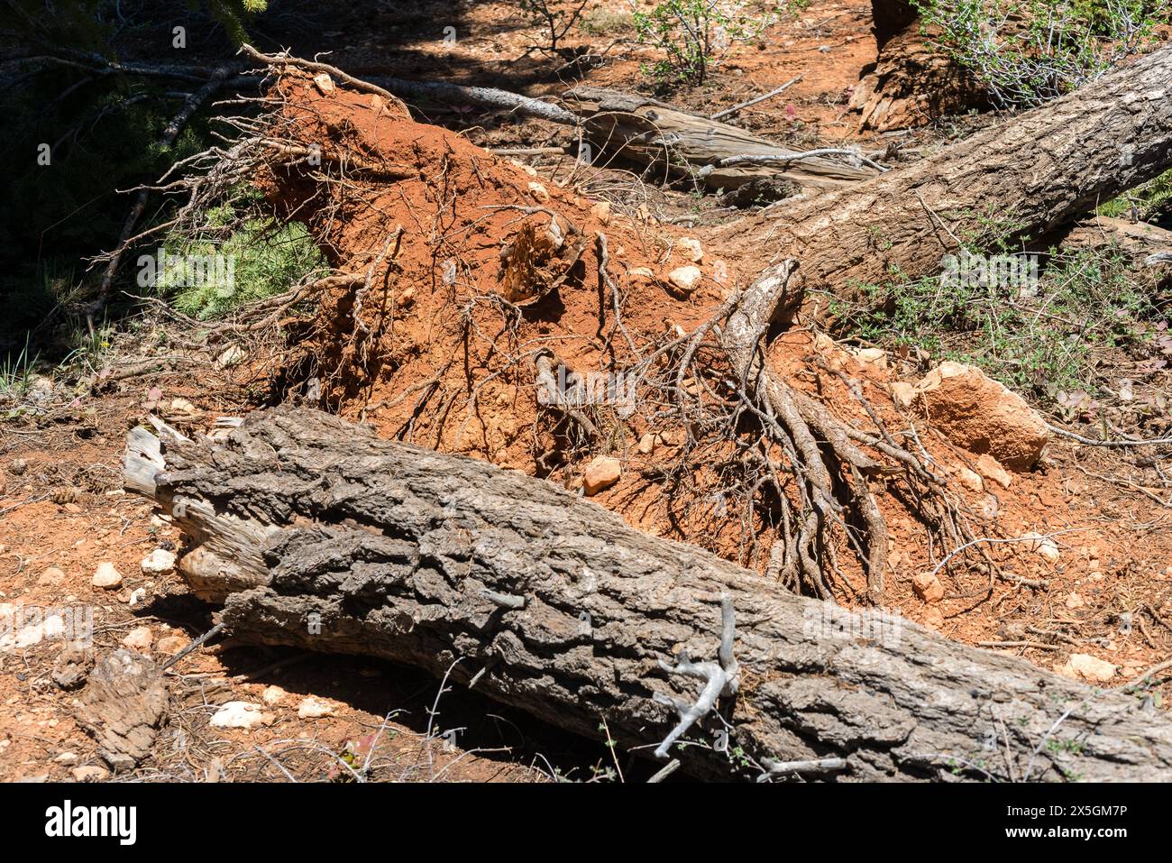 A large tree trunk has been uprooted and is laying on the ground. The ...
