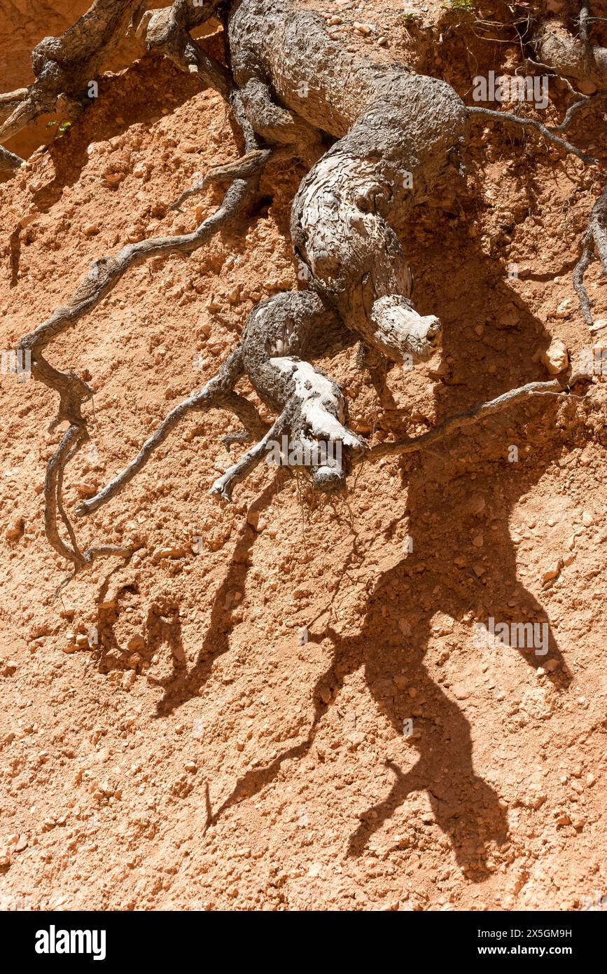 A tree root is sticking out of the ground in a dry, rocky area. The ...