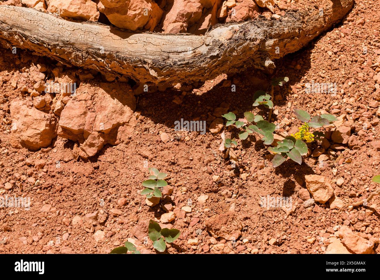 A tree root is sticking out of the ground in a dry, rocky area. The ...