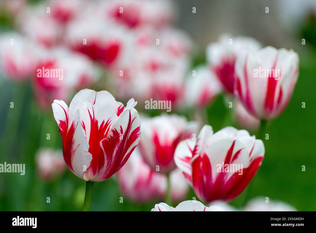 A bunch of red and white flowers with a few white flowers in the middle ...