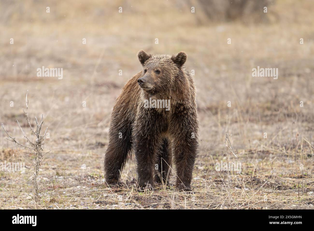 Grizzy cub hi-res stock photography and images - Alamy