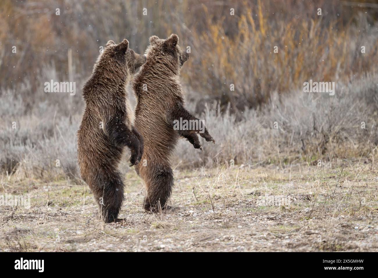 Grizzly bears at attention hi-res stock photography and images - Alamy