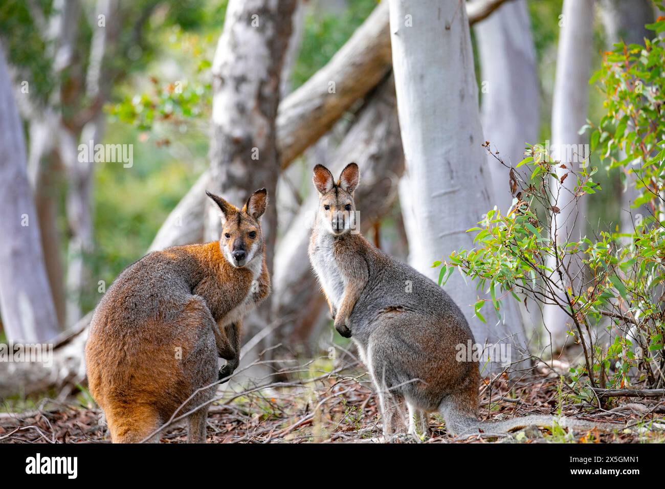 Red kangaroo (Osphranter rufus) and Eastern grey kangaroo (Macropus ...