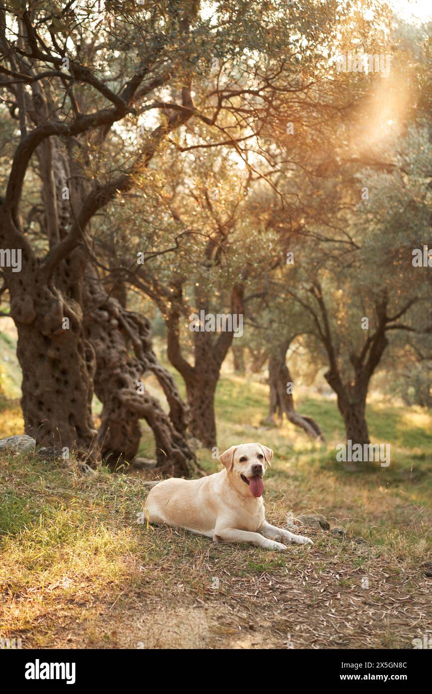 Serene landscapelabrador retriever hi-res stock photography and images ...