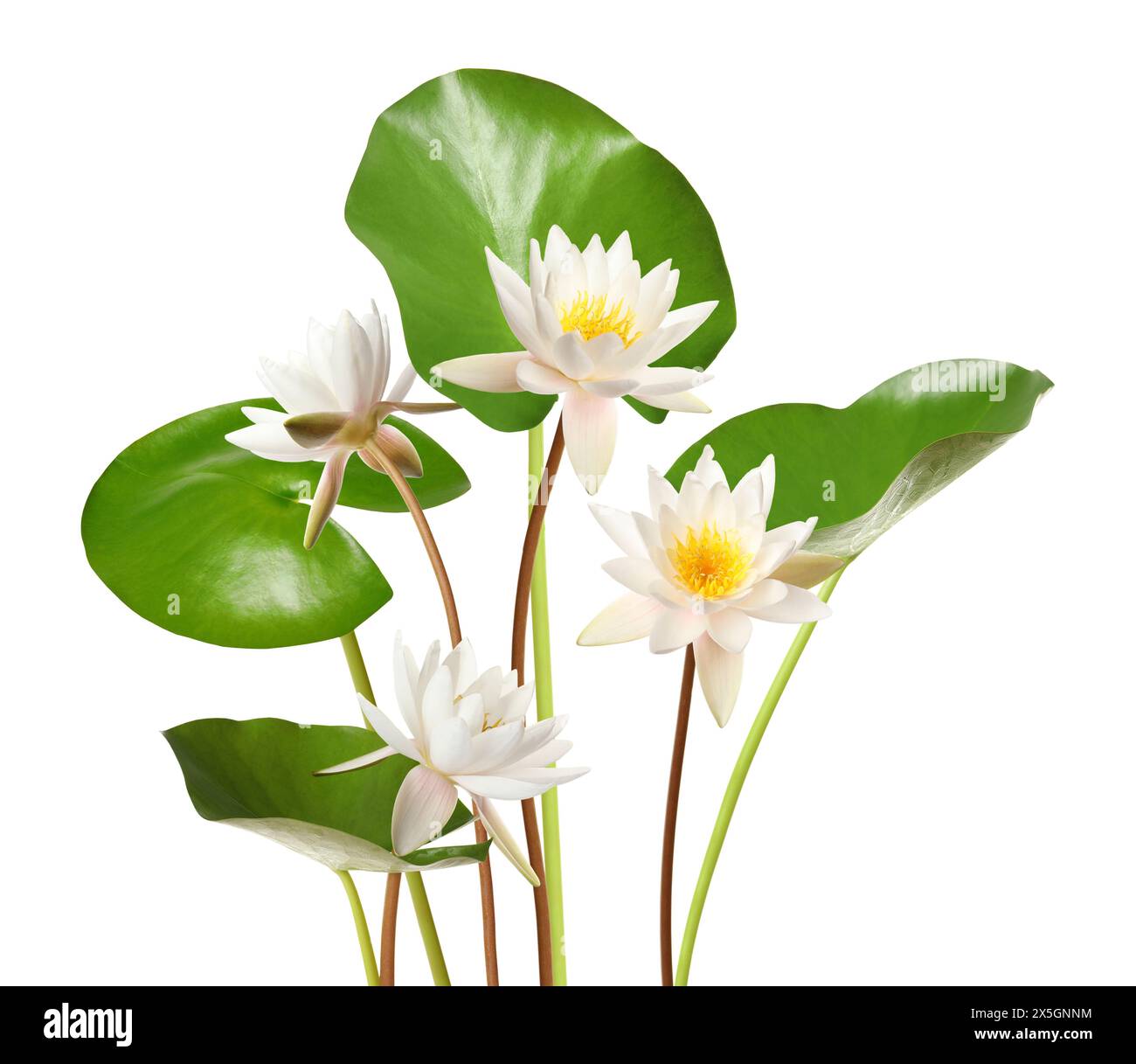 Beautiful yellow leaves water Cut Out Stock Images & Pictures - Alamy