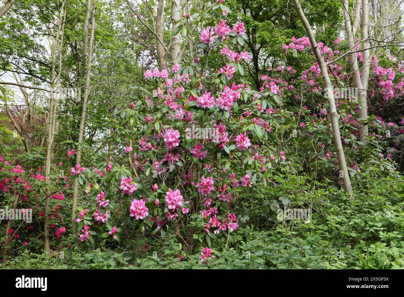 Azalea's flowering shrub, flowers in bloom growing wild in woodland ...