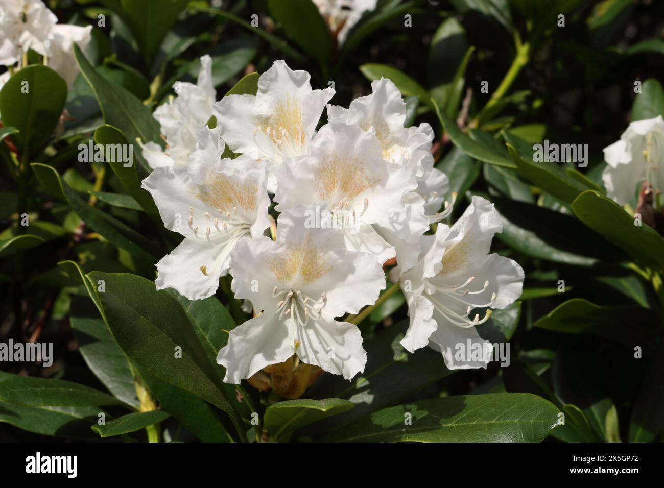 White Azaleas in flower bloom Rhododendron luteum Stock Photo - Alamy