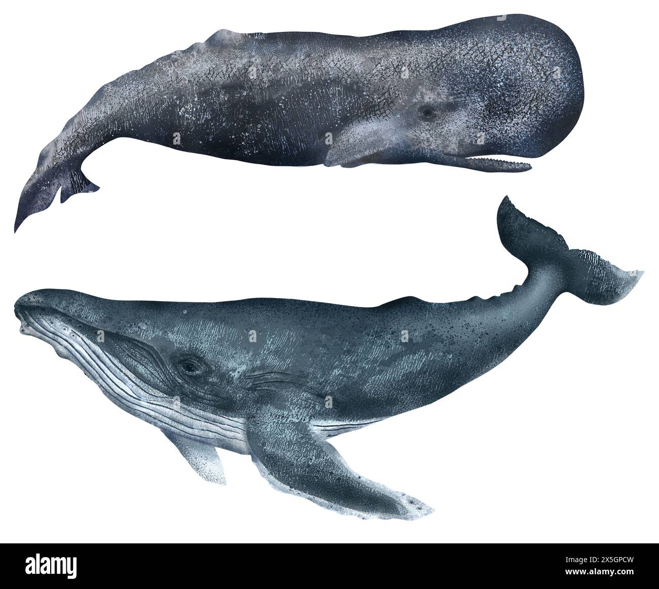 Sperm Whale, Humpback Whale, Illustration, marine, ocean, sea animals ...