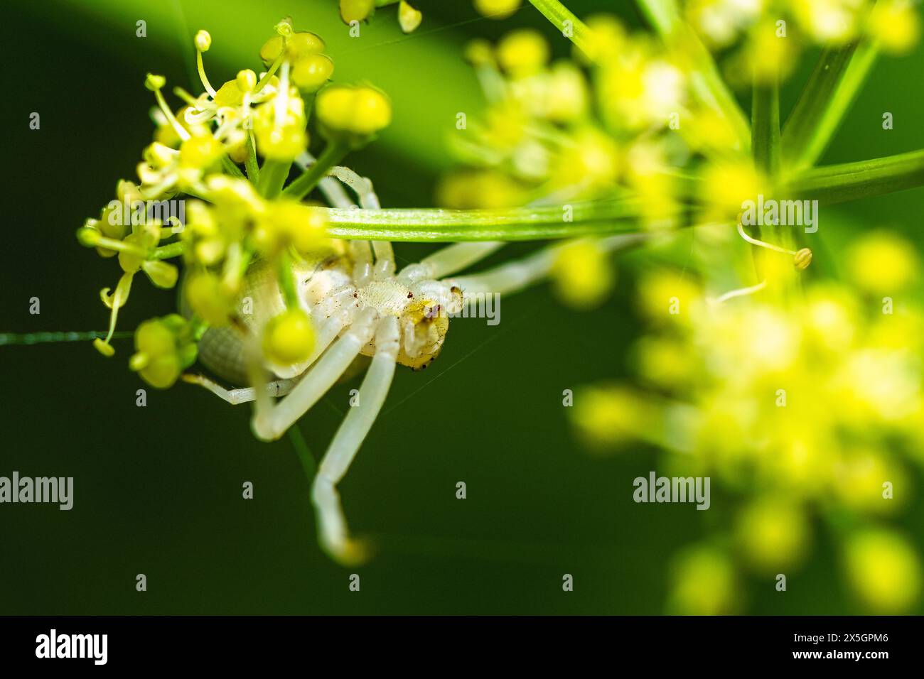 Crab spider hover fly hi-res stock photography and images - Alamy