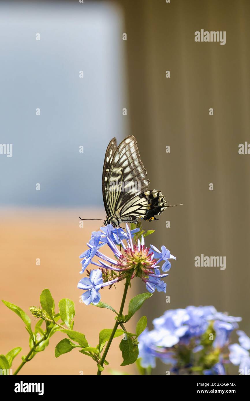 Colors and details of a large swallowtail butterfly sipping nectar from ...