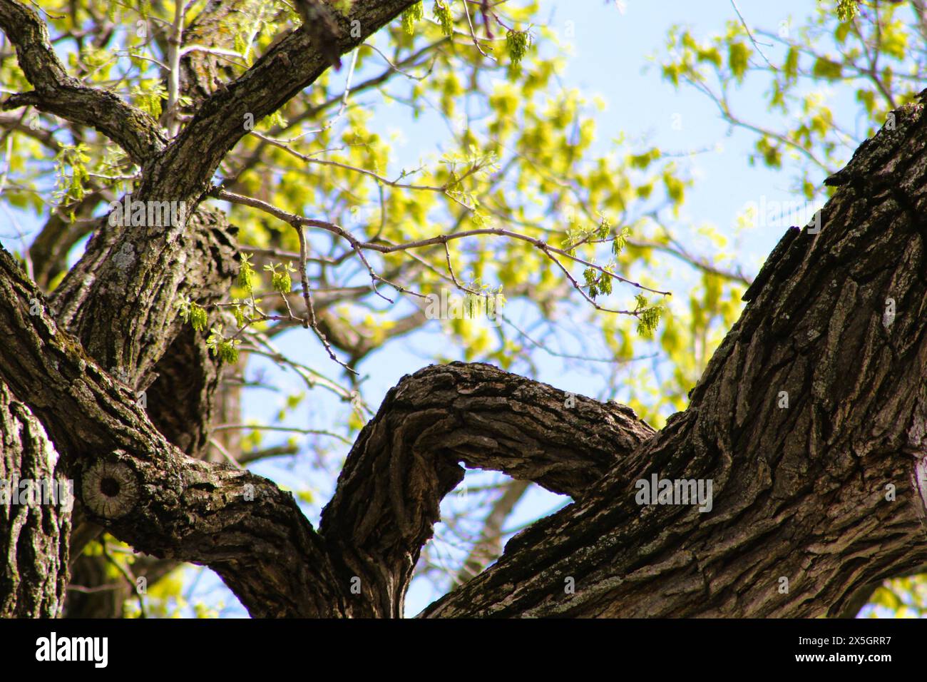 Elm tree branches in the springtime sun Stock Photo - Alamy