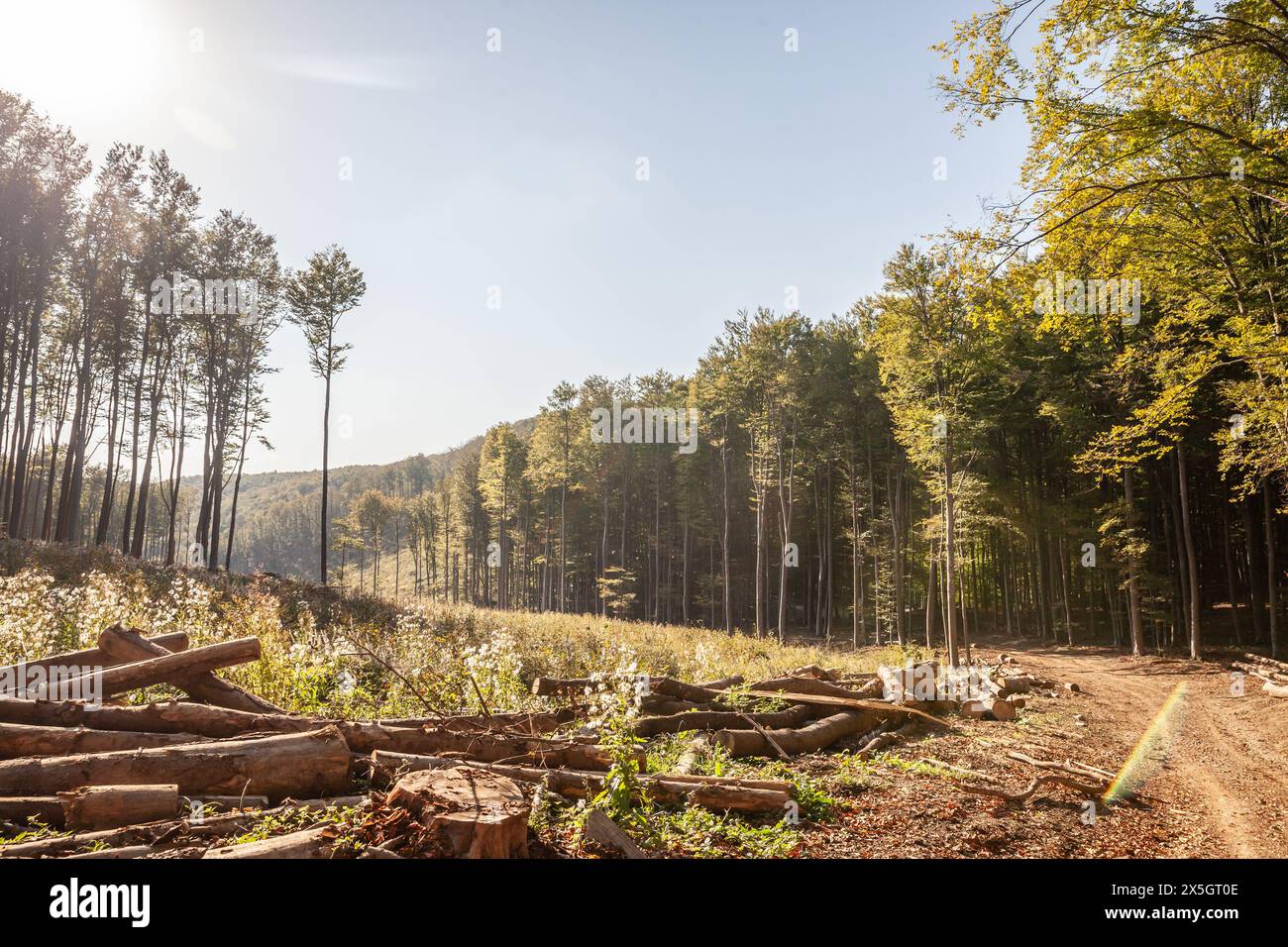Picture of a logging camp in Papuk mountains in Croatia. Papuk Nature ...