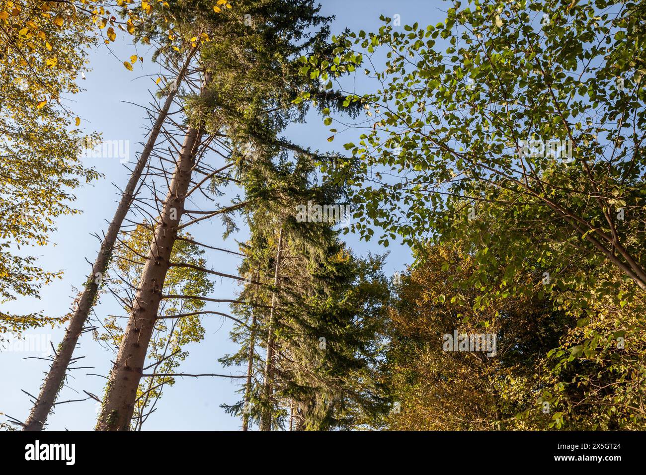 Explore the enchanting forest of Duna-Dráva Nemzeti Park in Mohács ...