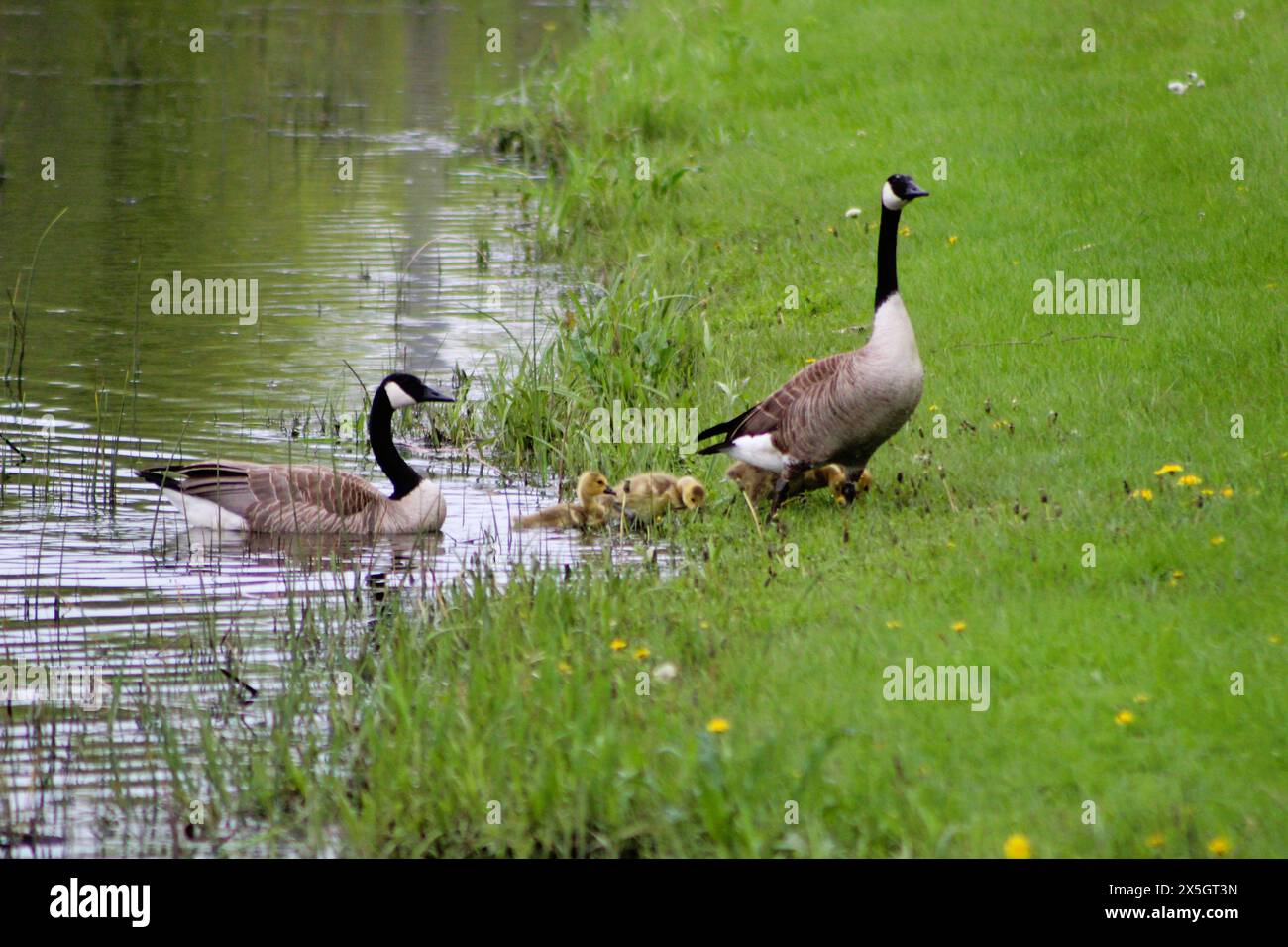 Herding instincts hi-res stock photography and images - Alamy