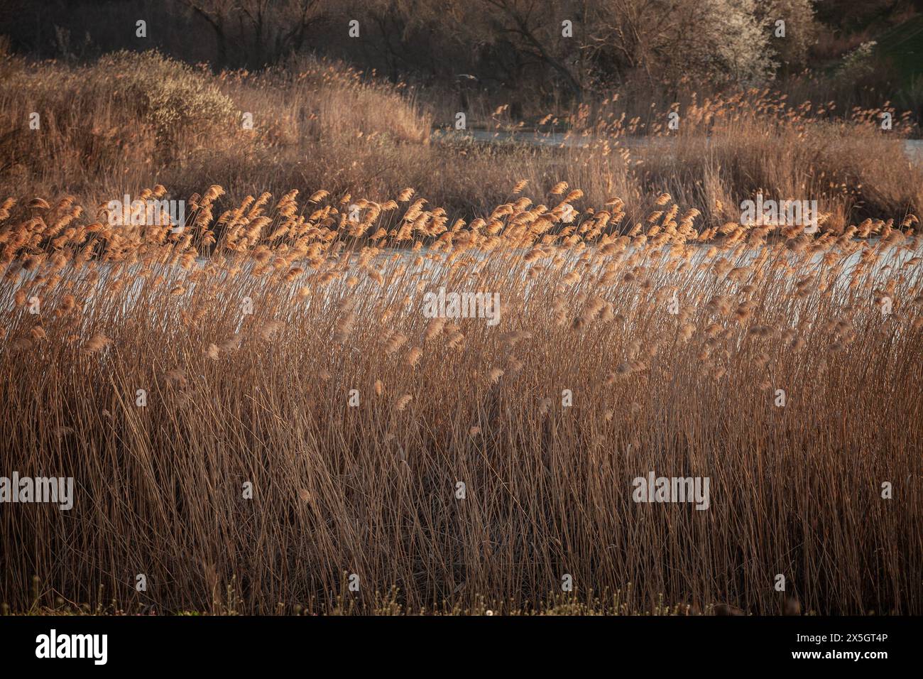 Picture of phragmites growing in a lake of serbia, in Duboki Potok, by ...